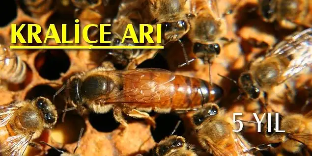 En Kısasından En Uzununa Hayvanlar Aleminden 30 Canlının Yaşam Süresi ...